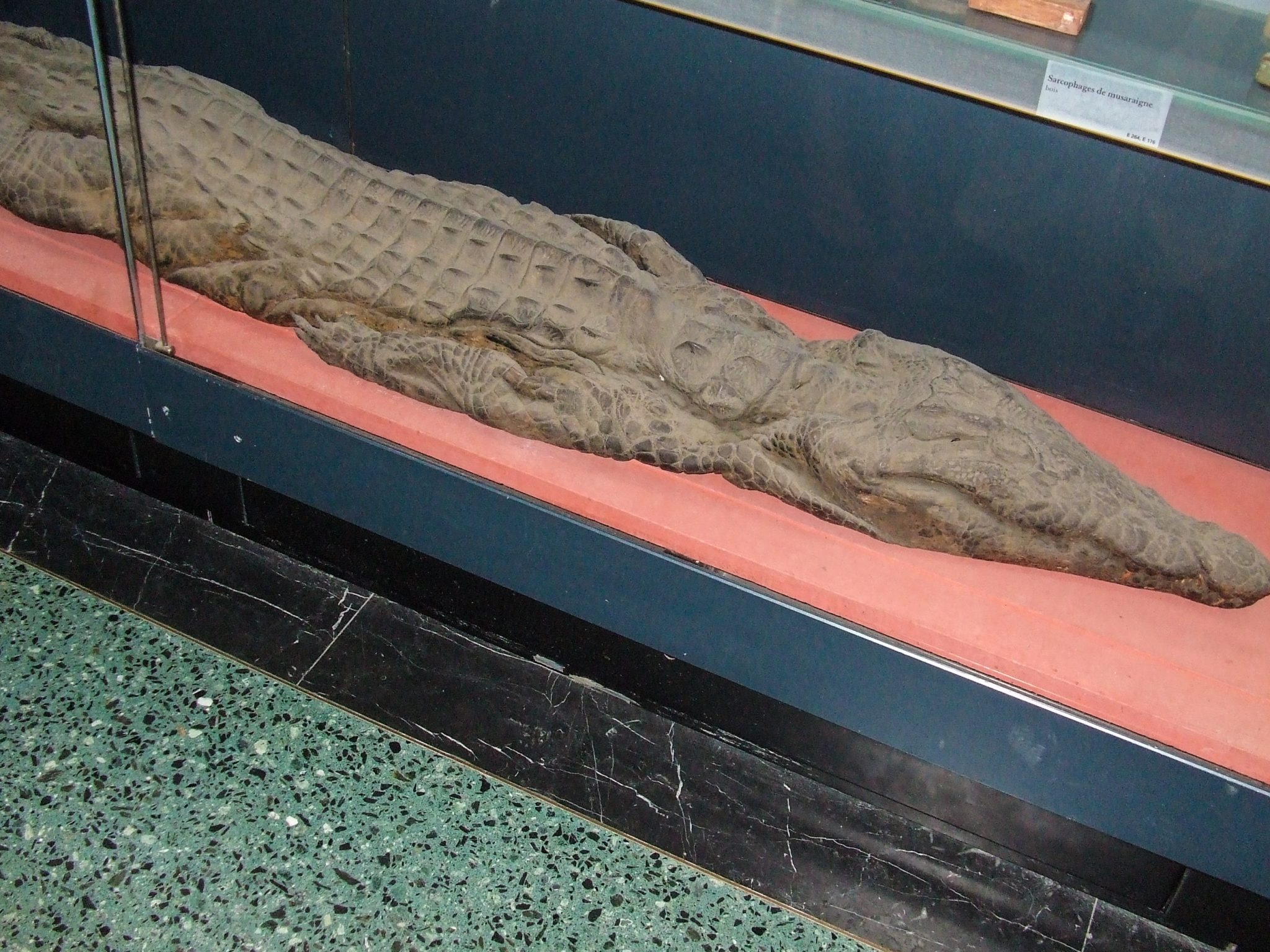 Little known facts about mummies! - Science Wanders