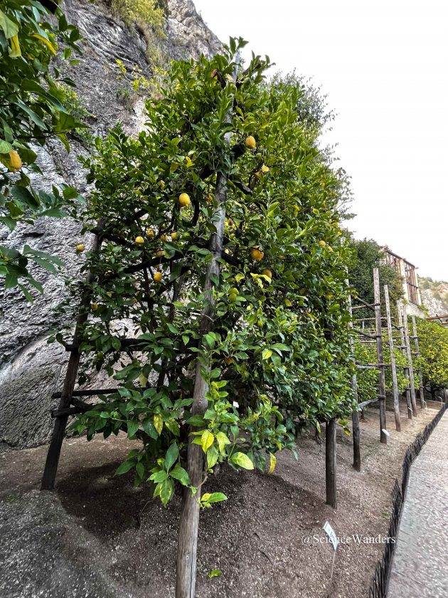 Limone sul Garda’s lemon houses - Science Wanders